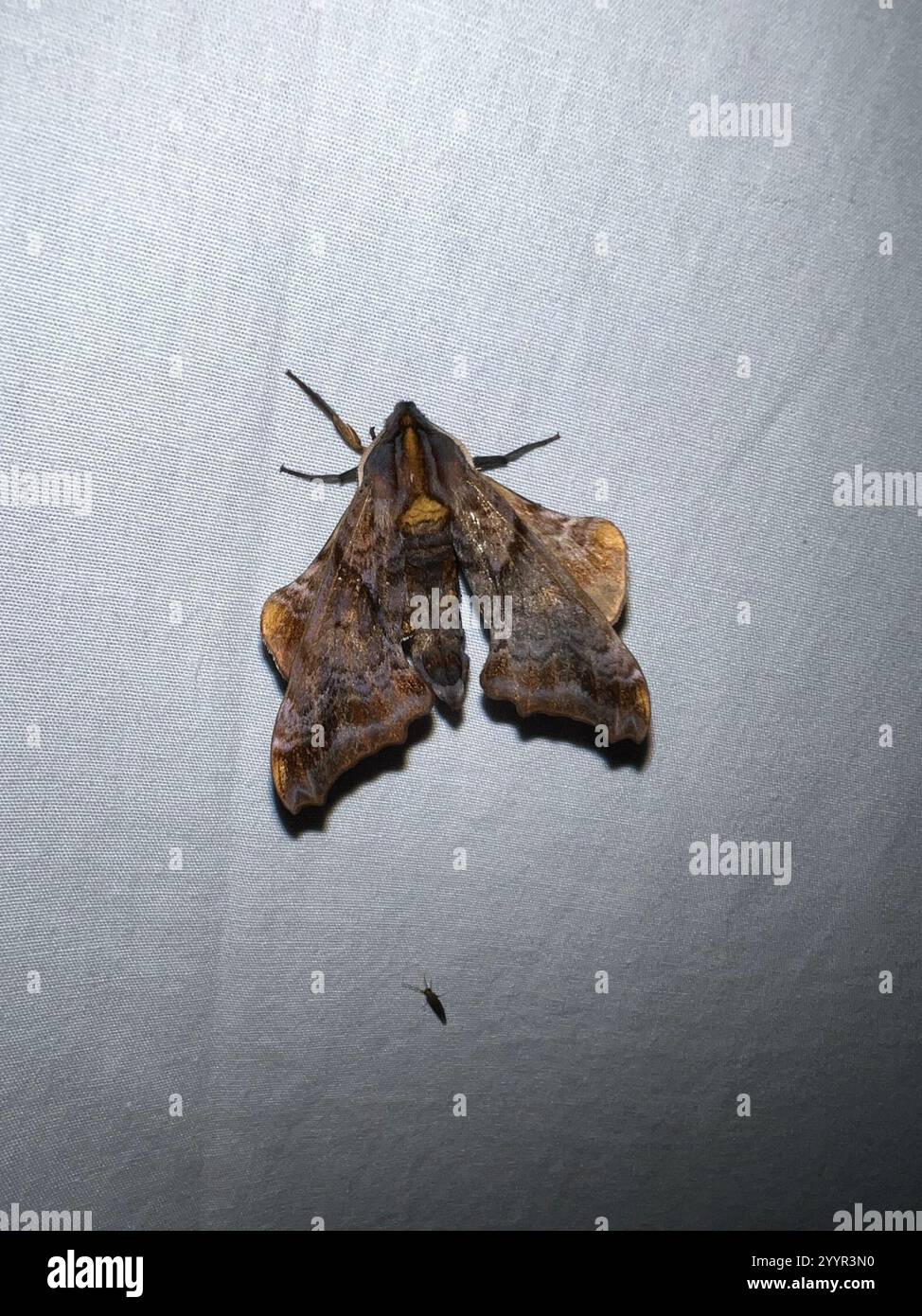 Small-eyed Sphinx (Paonias myops Stock Photo - Alamy