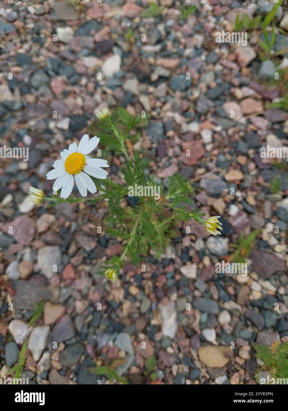 Stinking chamomile (Anthemis cotula Stock Photo - Alamy