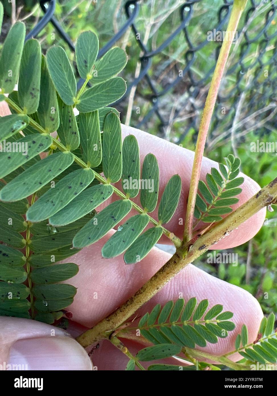 Common Partridge Pea (Chamaecrista fasciculata fasciculata Stock Photo ...
