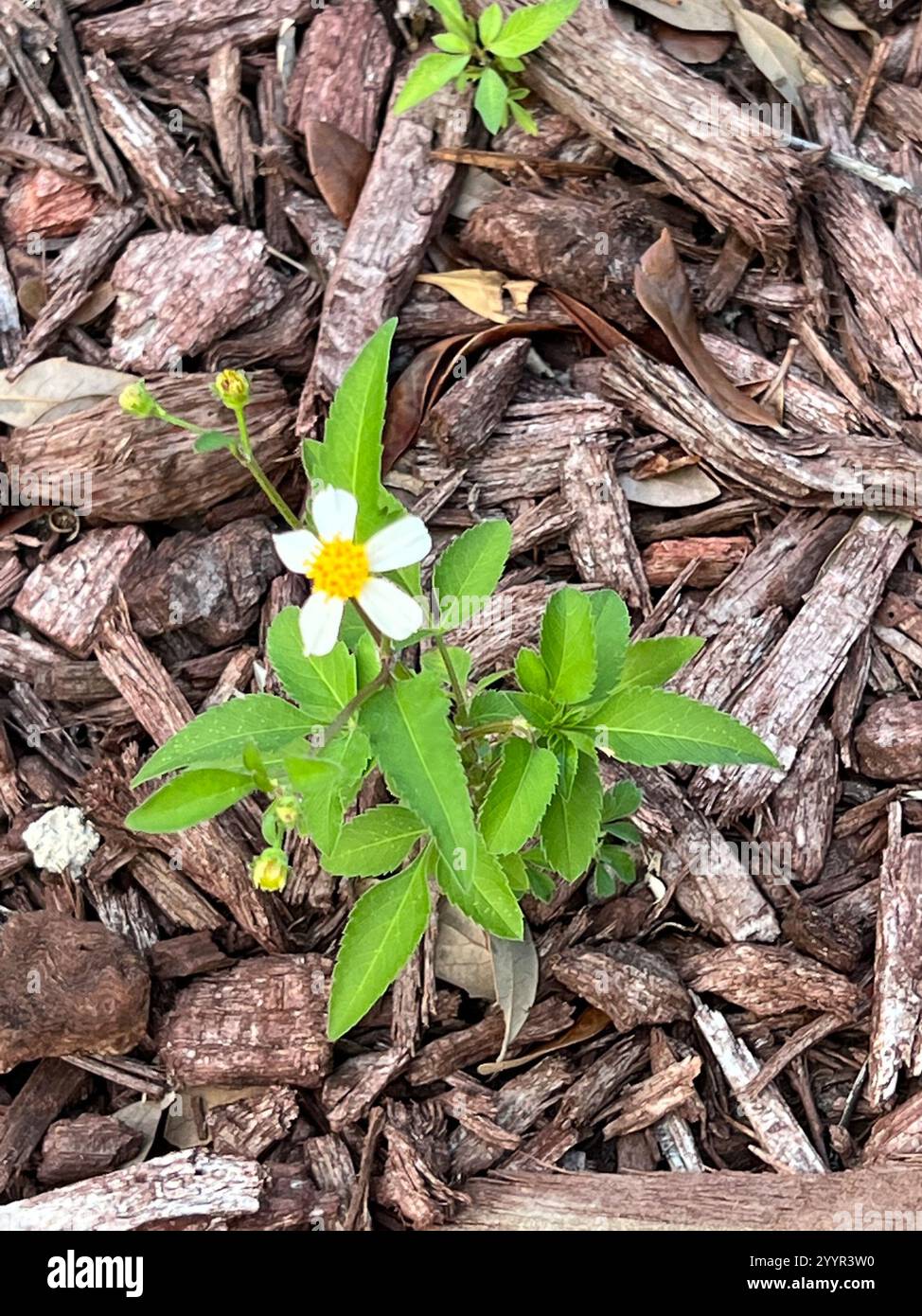 White beggarticks (Bidens alba Stock Photo - Alamy