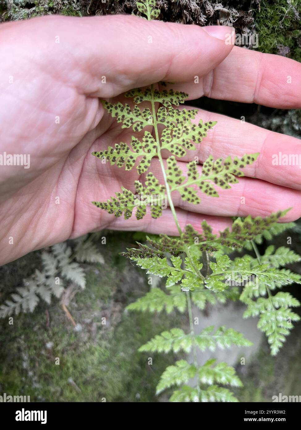 brittle bladderfern (Cystopteris fragilis Stock Photo - Alamy