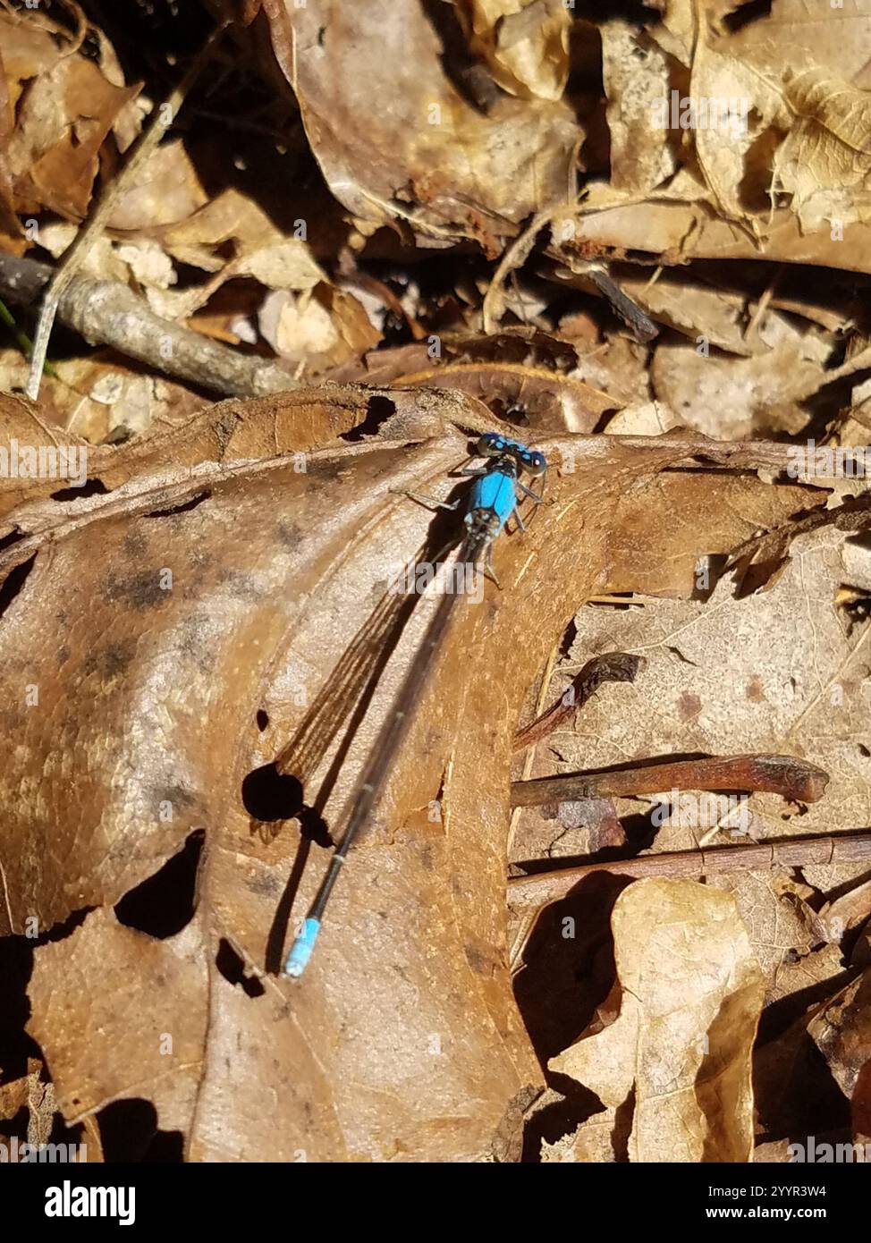Blue-fronted Dancer (Argia apicalis Stock Photo - Alamy