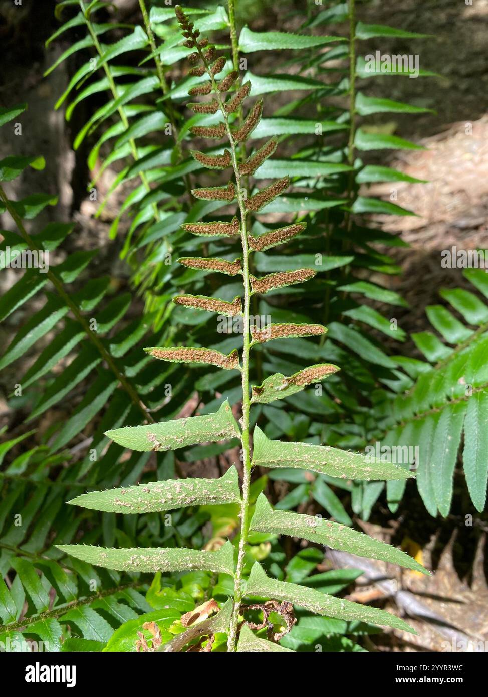 Christmas fern (Polystichum acrostichoides Stock Photo - Alamy