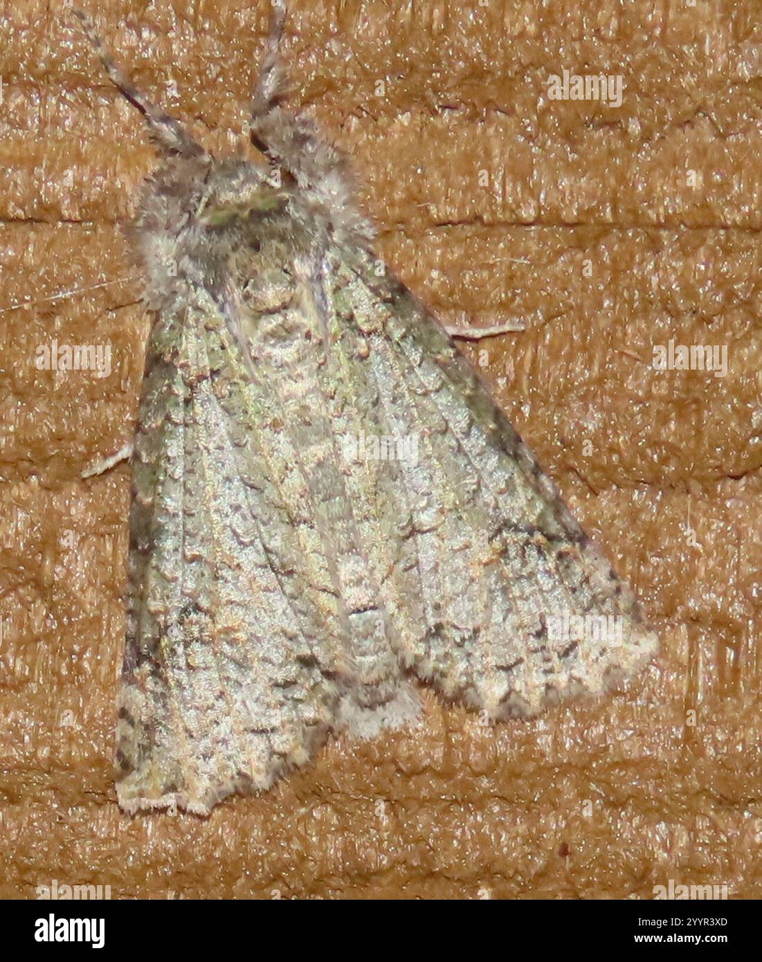 Forest Semilooper (Declana floccosa Stock Photo - Alamy