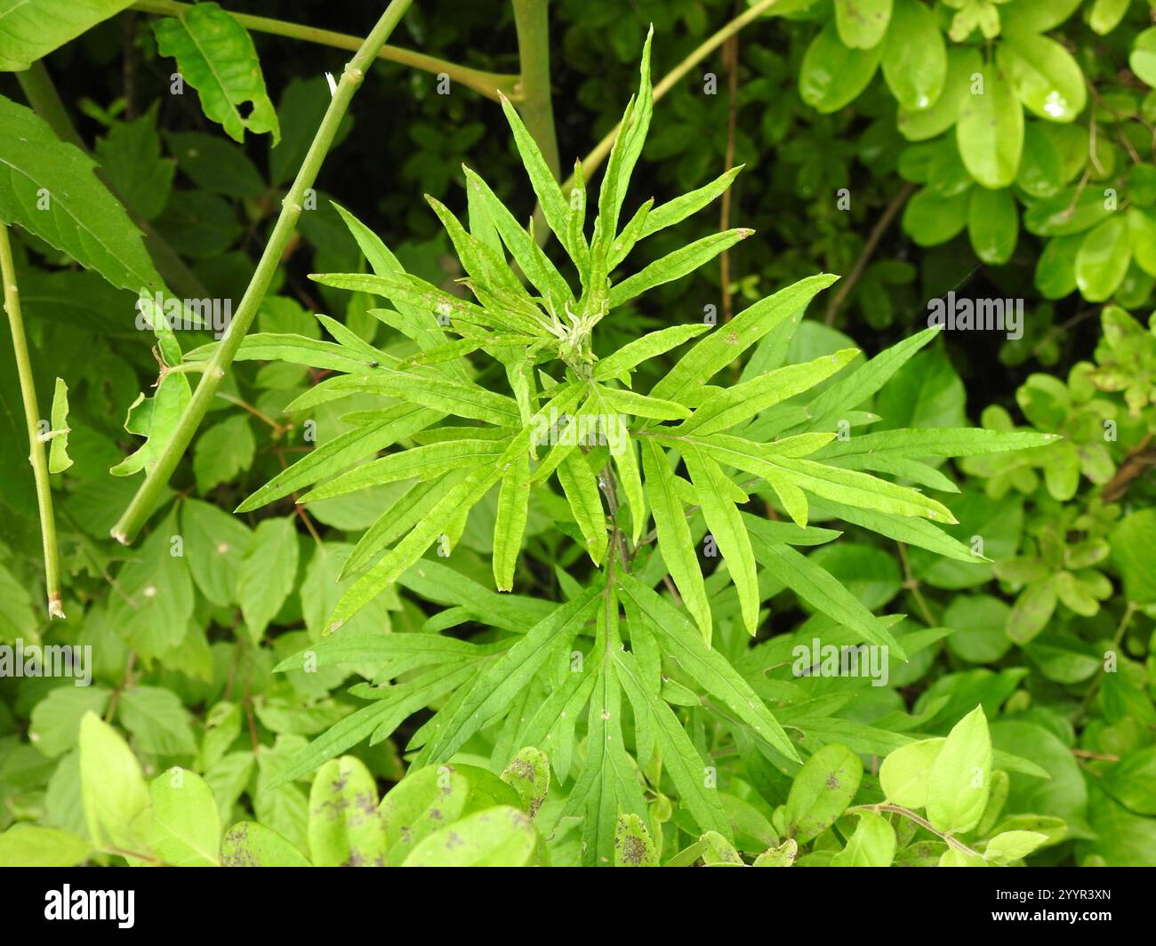 common mugwort (Artemisia vulgaris Stock Photo - Alamy