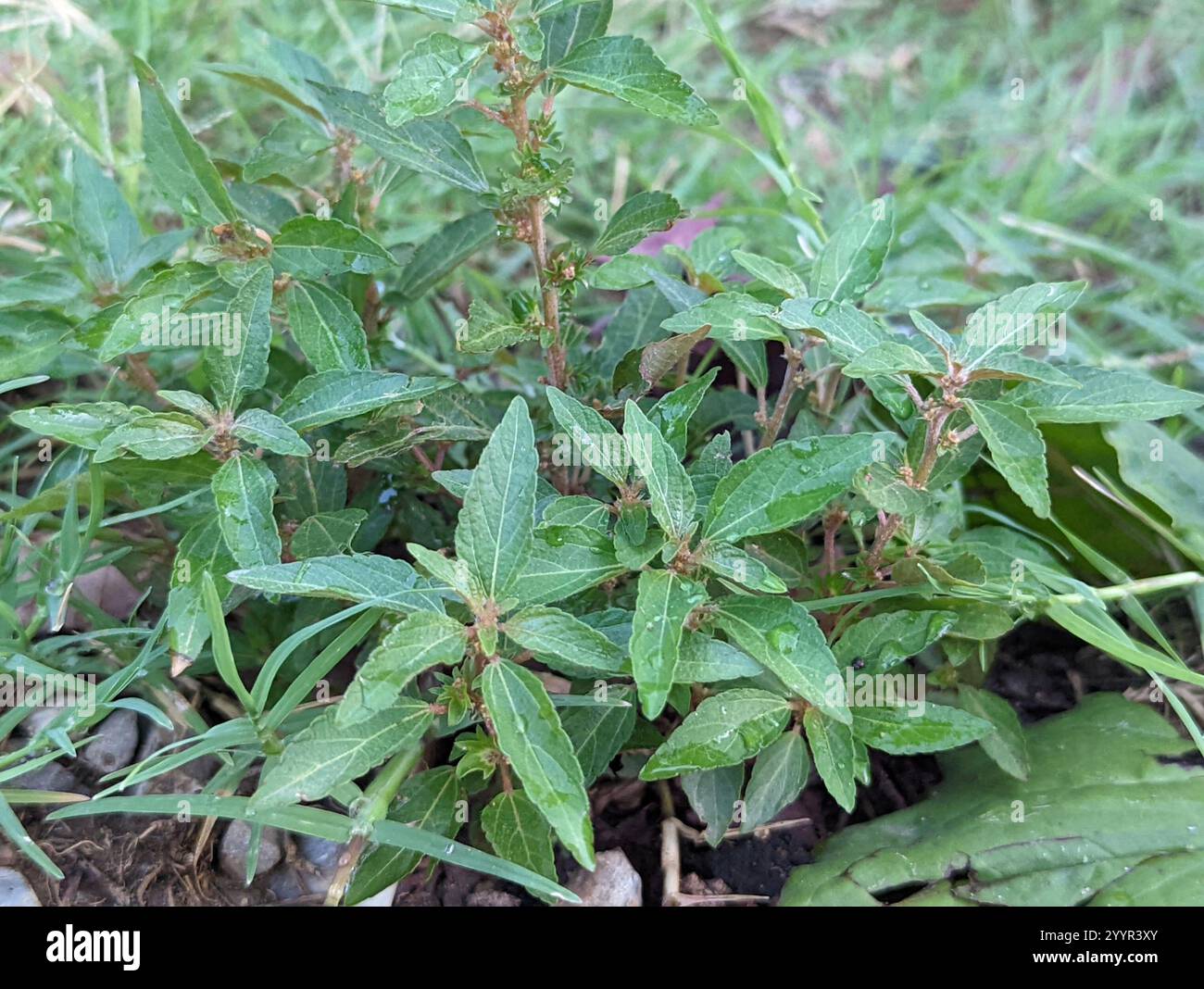 Virginia Three-seed Mercury (Acalypha virginica Stock Photo - Alamy