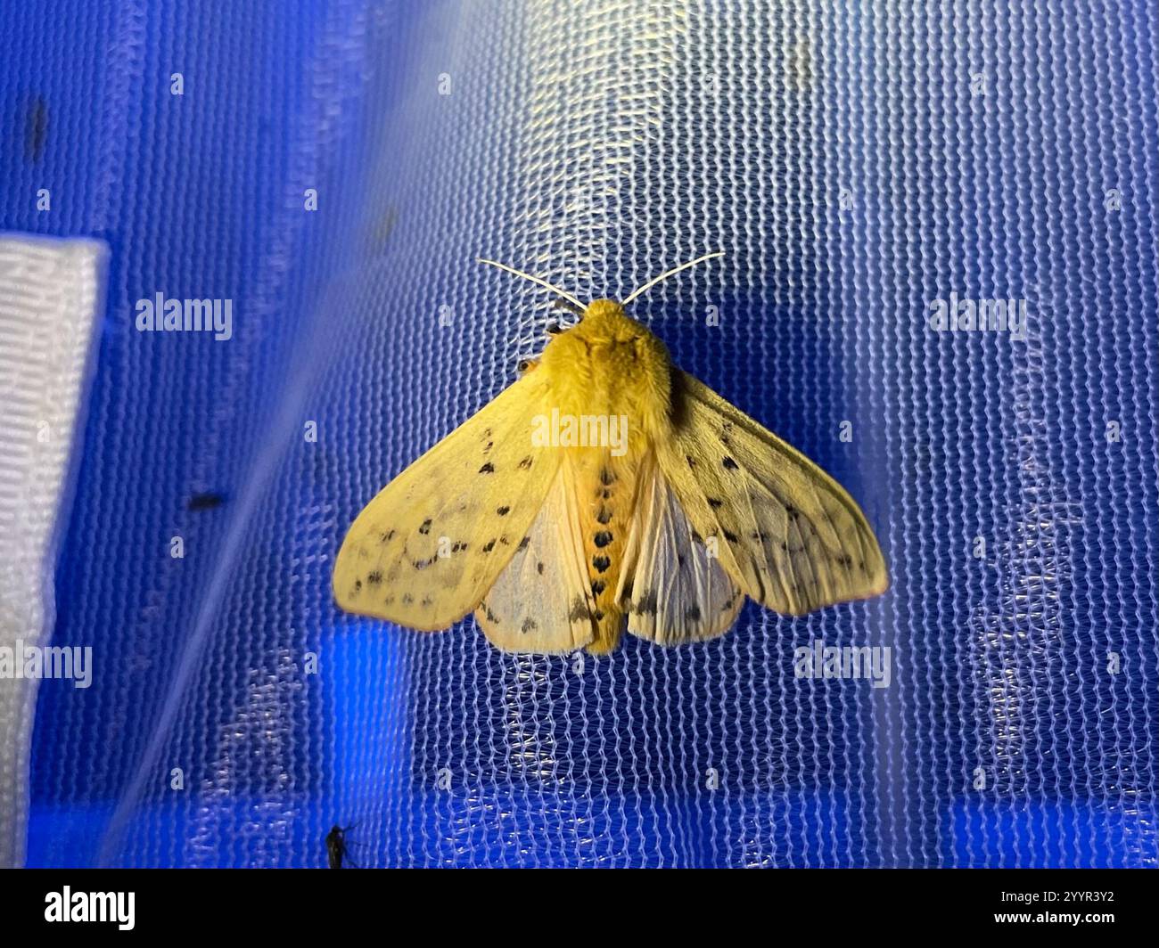 Isabella Tiger Moth (Pyrrharctia isabella Stock Photo - Alamy