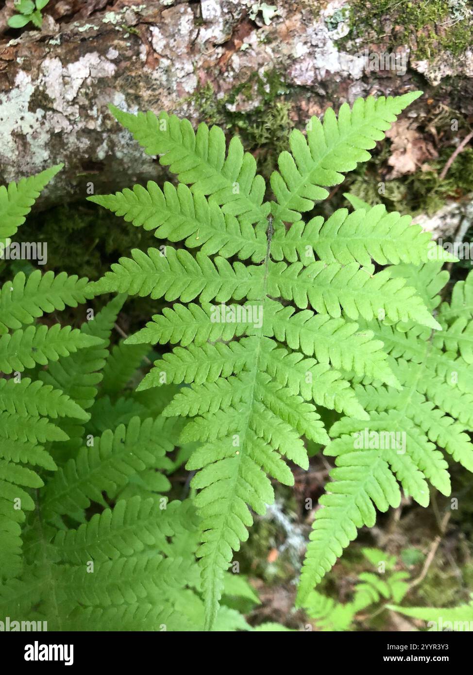 long beech fern (Phegopteris connectilis Stock Photo - Alamy