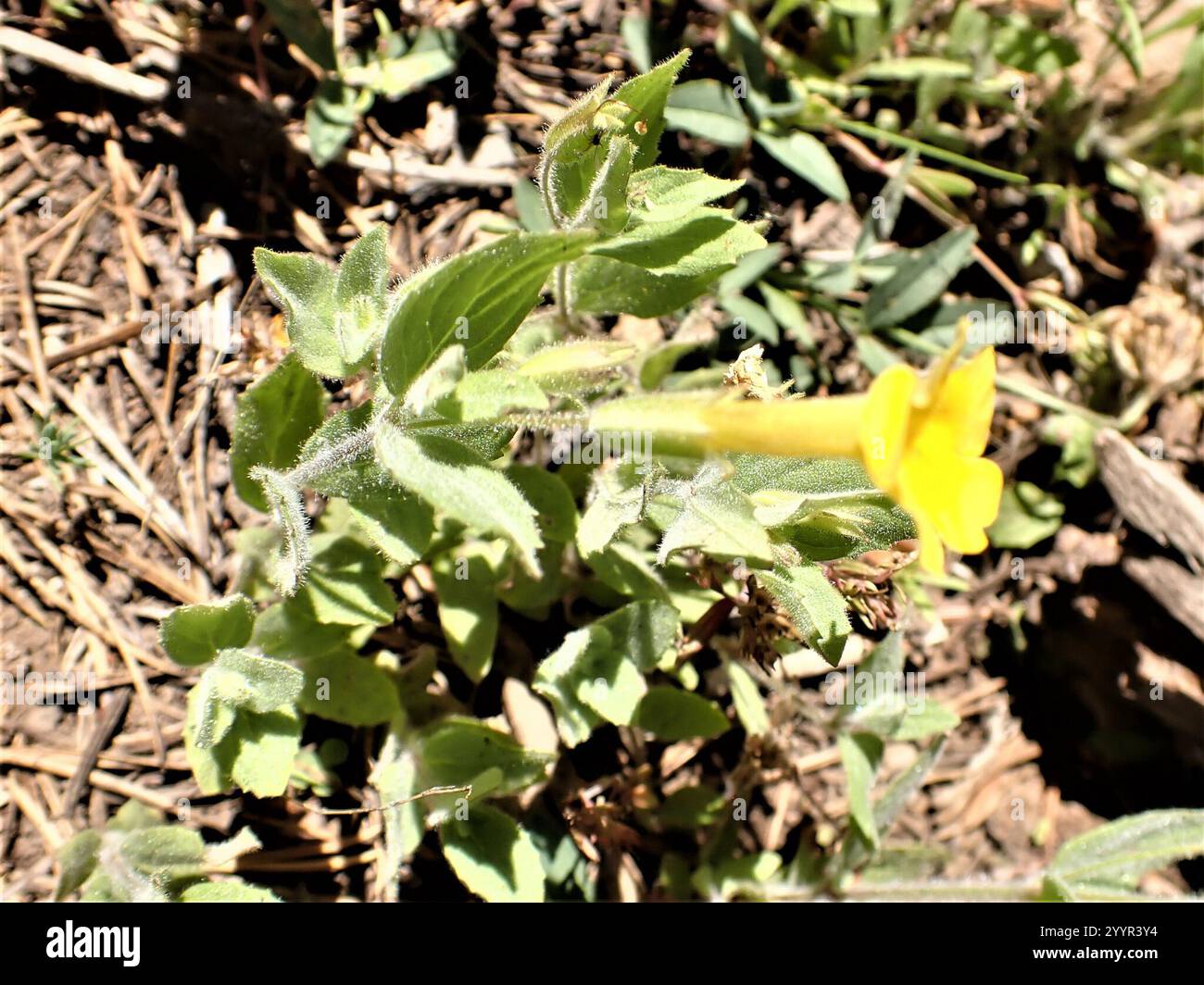 musk monkeyflower (Erythranthe moschata Stock Photo - Alamy