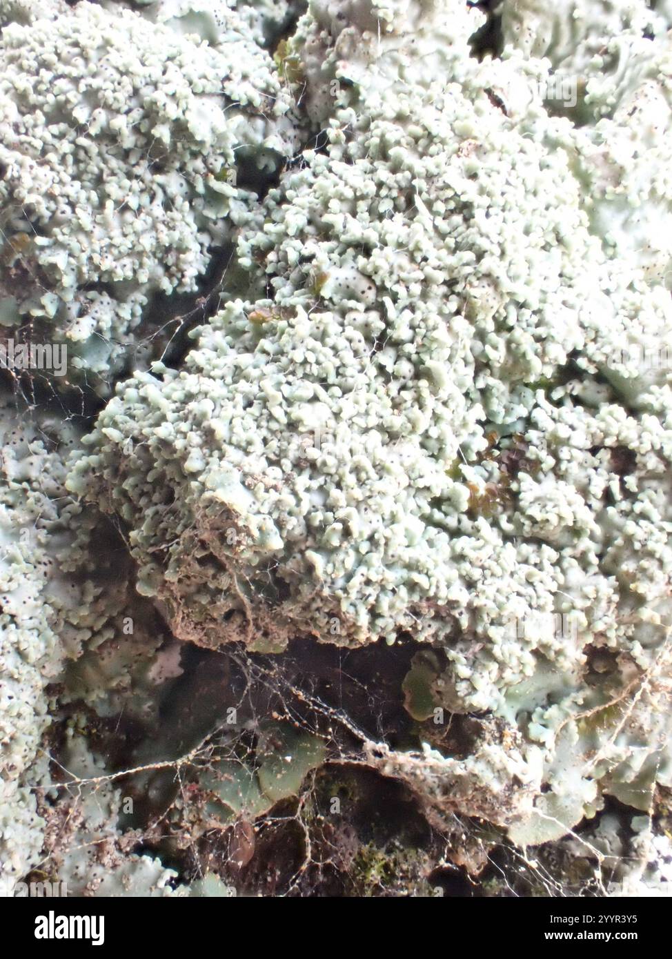 common lichens (Lecanoromycetes Stock Photo - Alamy
