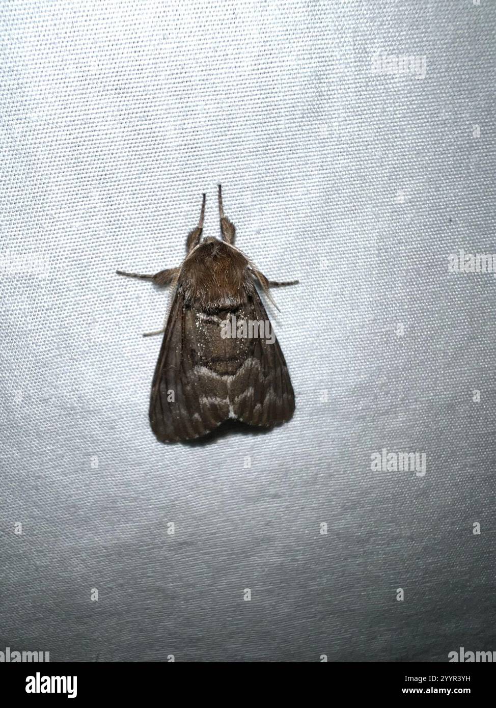 Eastern Panthea Moth (Panthea furcilla Stock Photo - Alamy