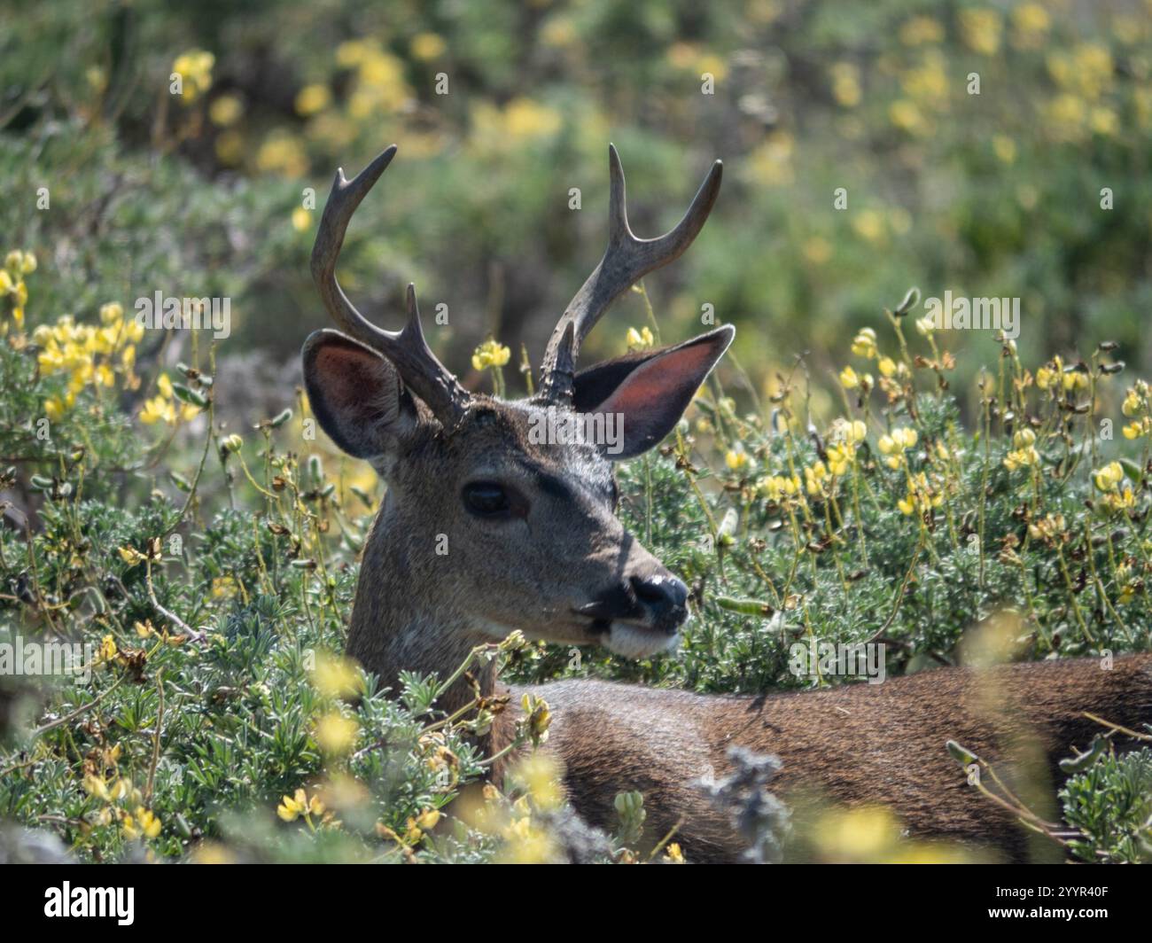 Columbian Black-tailed Deer (Odocoileus hemionus columbianus Stock Photo - Alamy