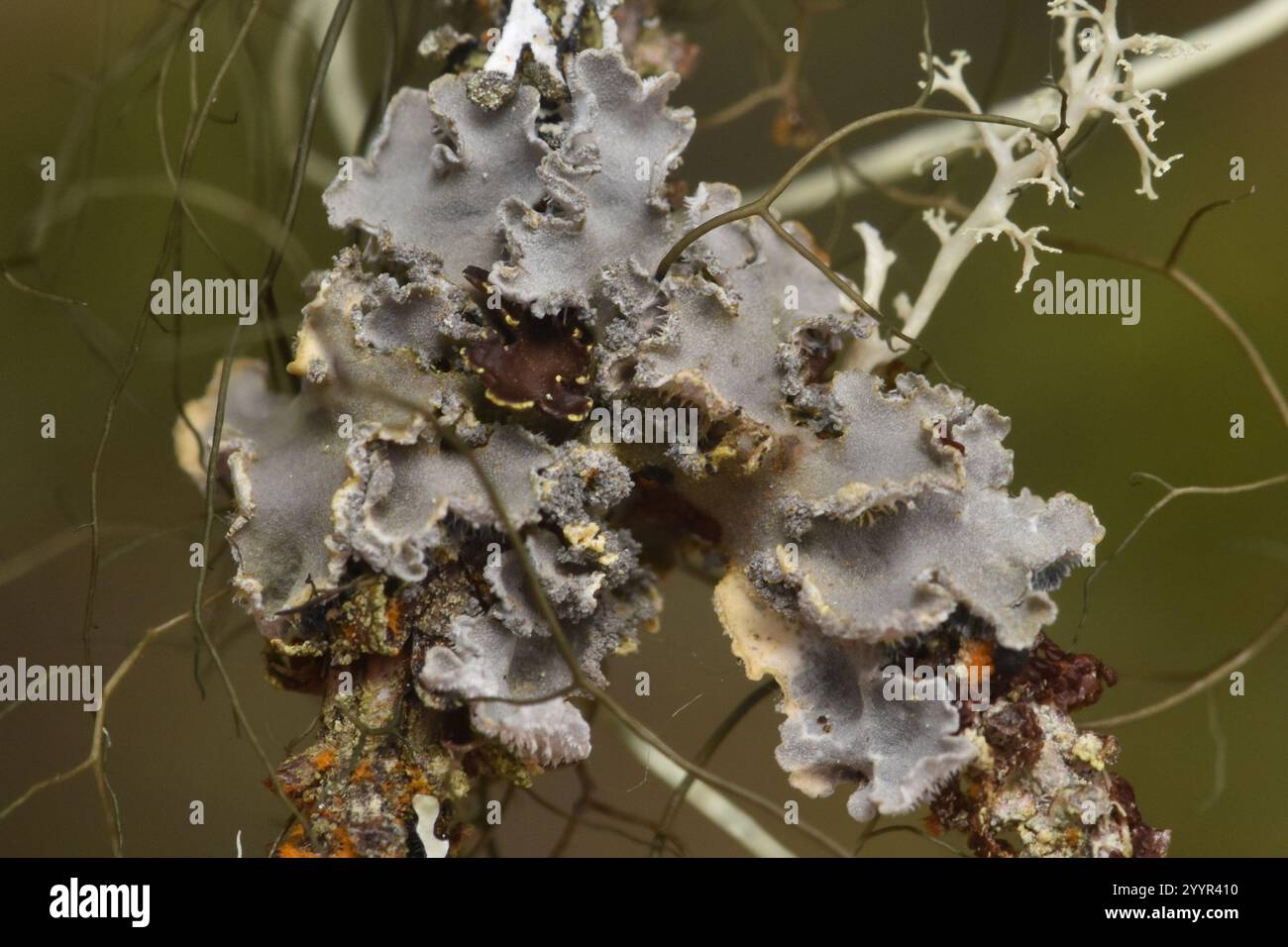 Treepelt Lichen (Leioderma sorediatum Stock Photo - Alamy