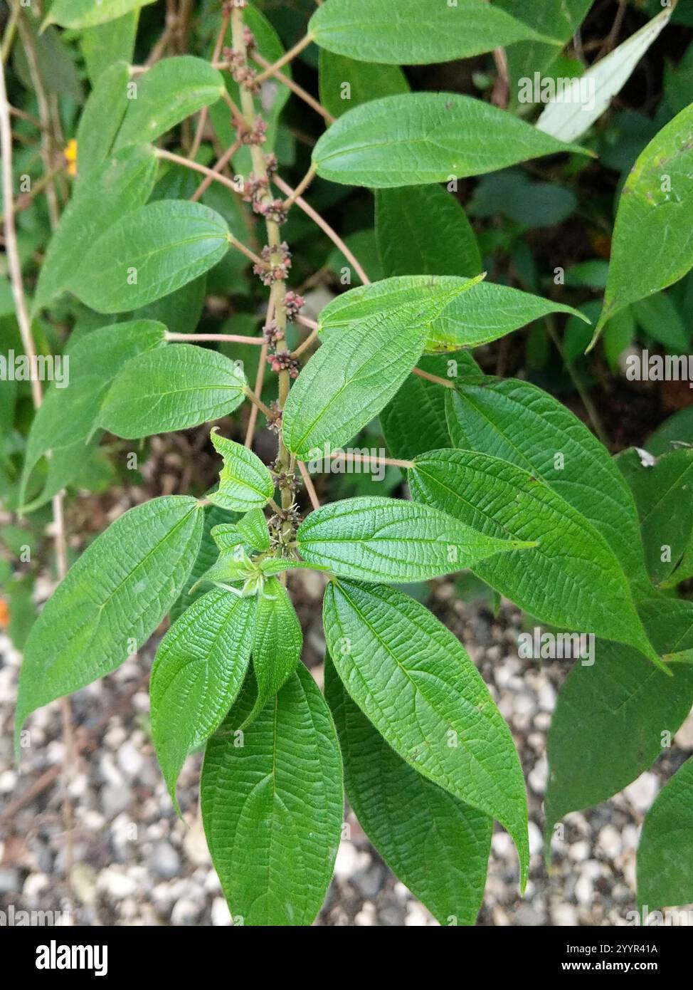 nettle family (Urticaceae Stock Photo - Alamy