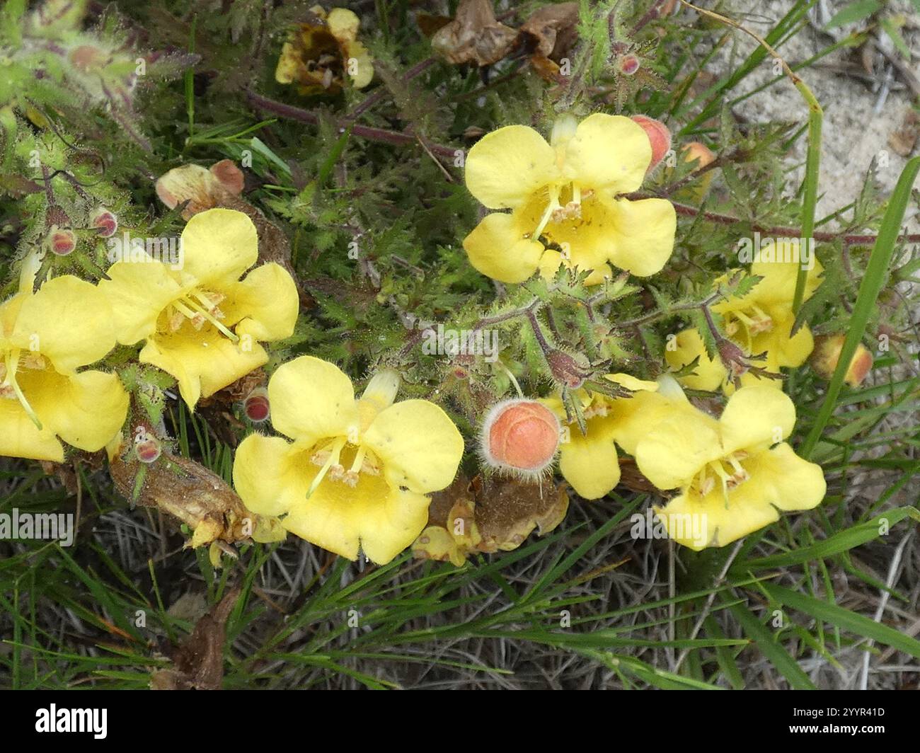 Combleaf Yellow False Foxglove (Aureolaria pectinata Stock Photo - Alamy