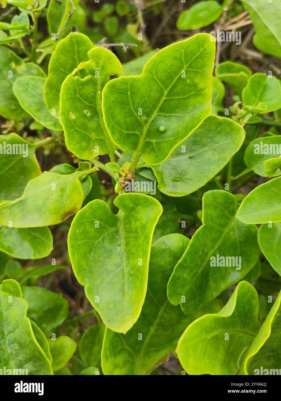 salt bush (Cryptocarpus pyriformis Stock Photo - Alamy