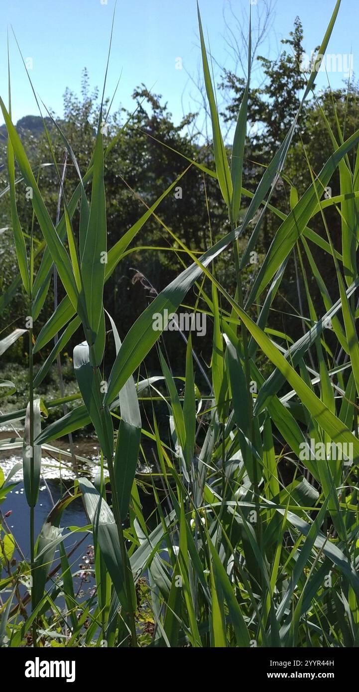 common reed (Phragmites australis Stock Photo - Alamy