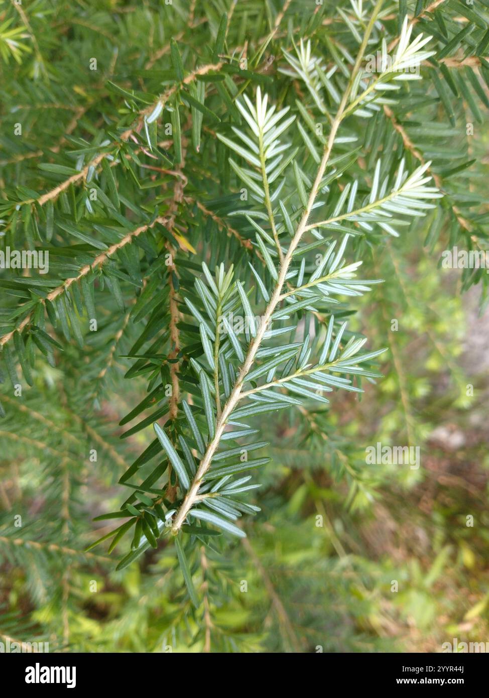 western hemlock (Tsuga heterophylla Stock Photo - Alamy
