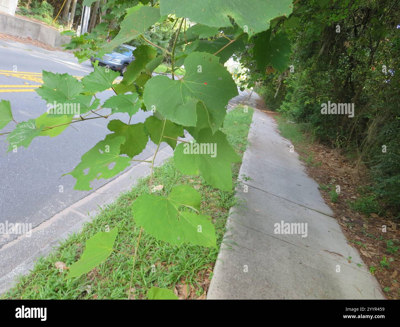 graybark grape (Vitis cinerea Stock Photo - Alamy