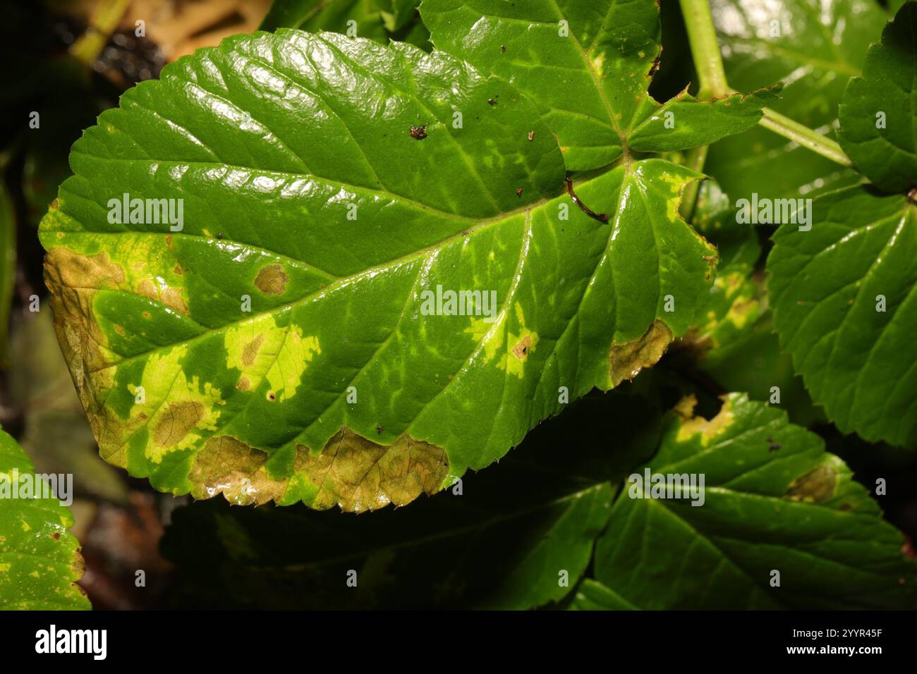 Macrosporus hi-res stock photography and images - Alamy