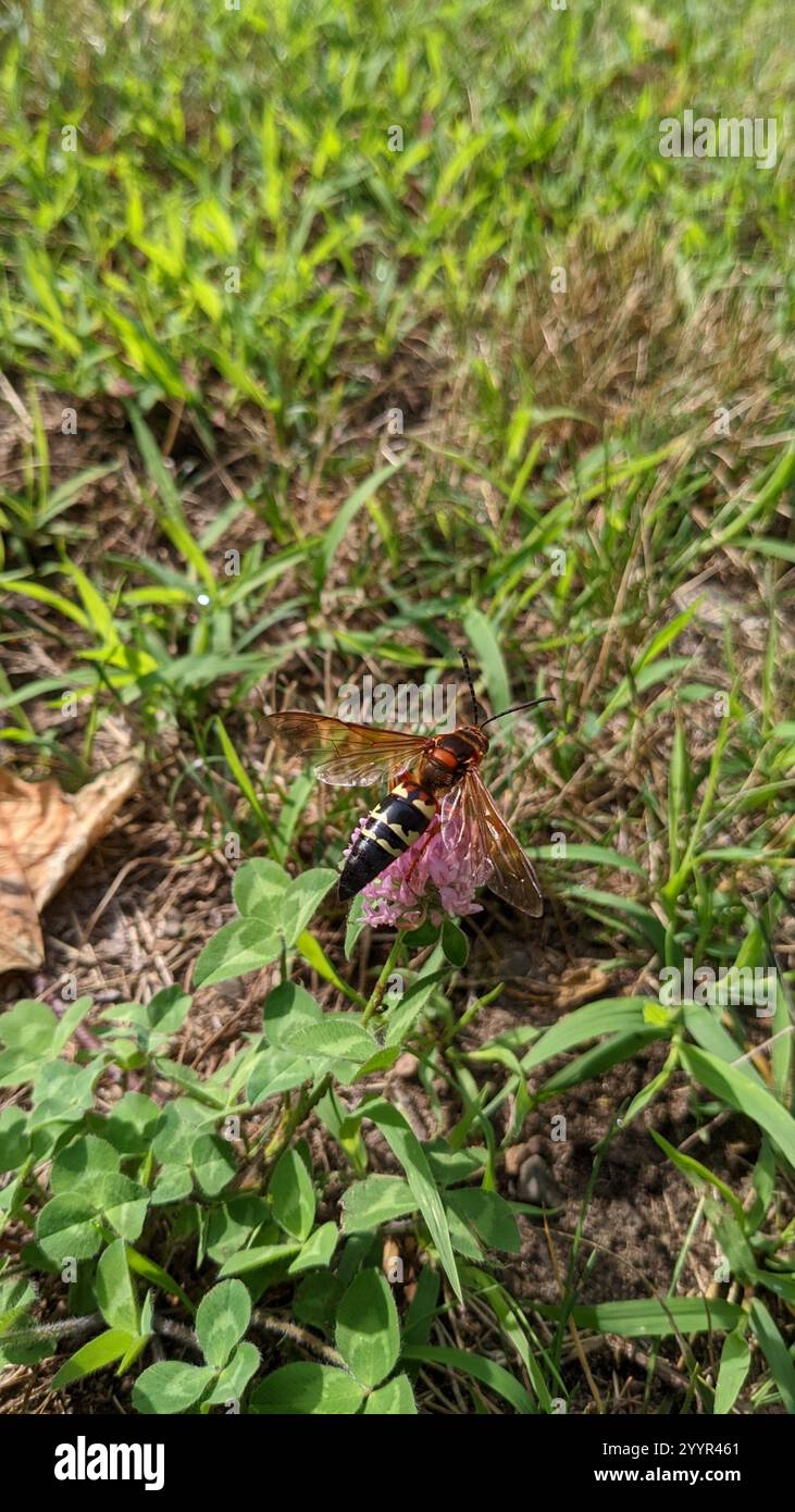 Eastern Cicada-killer Wasp (Sphecius speciosus Stock Photo - Alamy