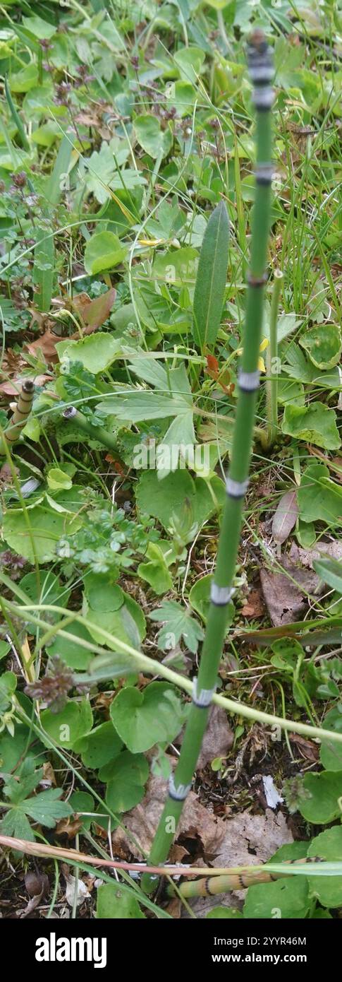 rough horsetail (Equisetum hyemale Stock Photo - Alamy