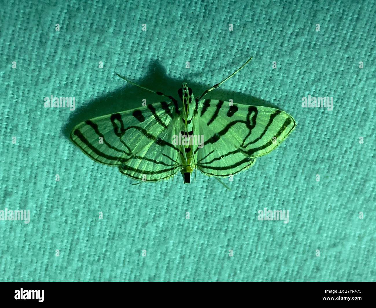 Zebra Conchylodes Moth (Conchylodes ovulalis Stock Photo - Alamy
