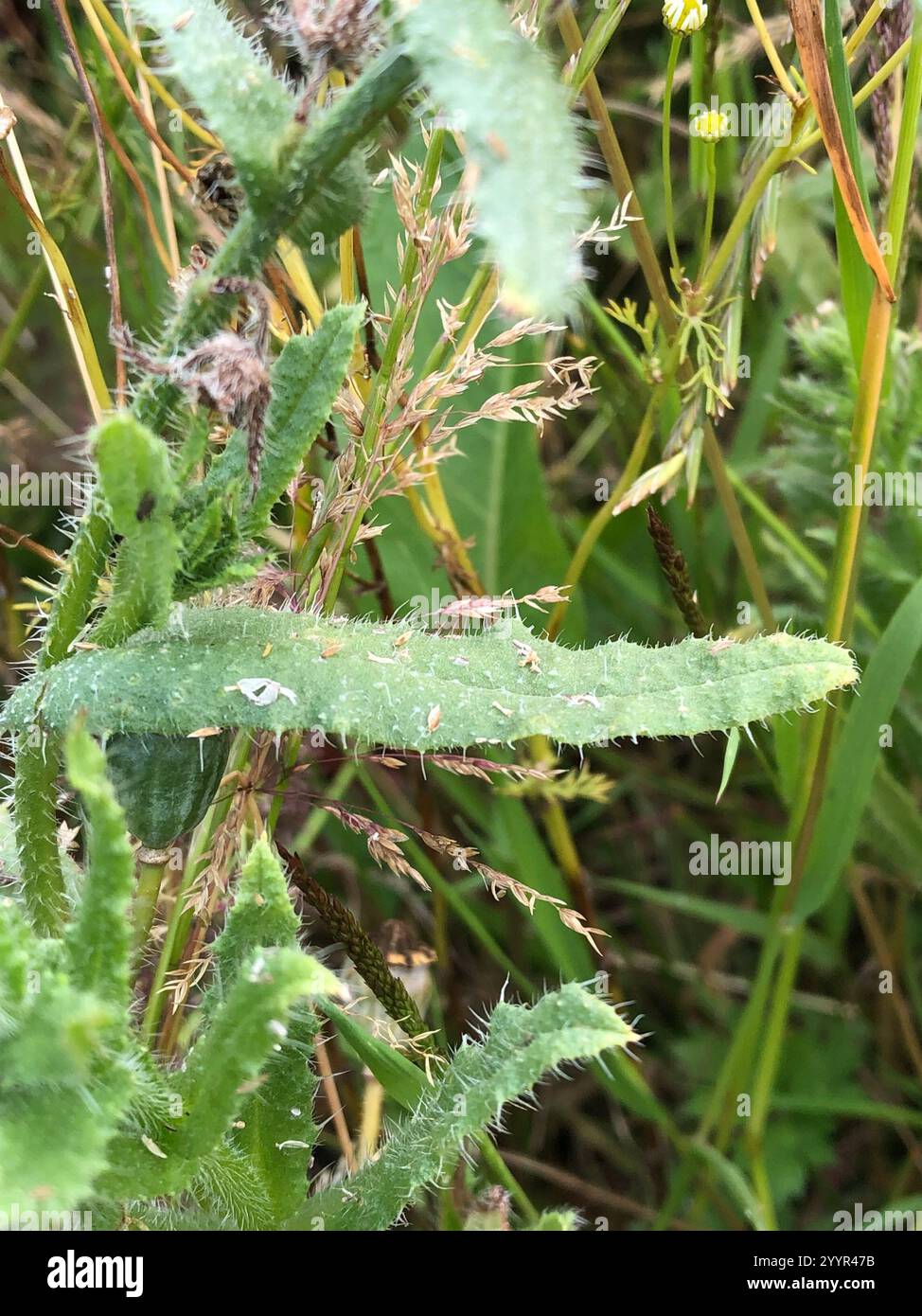 small bugloss (Anchusa arvensis Stock Photo - Alamy