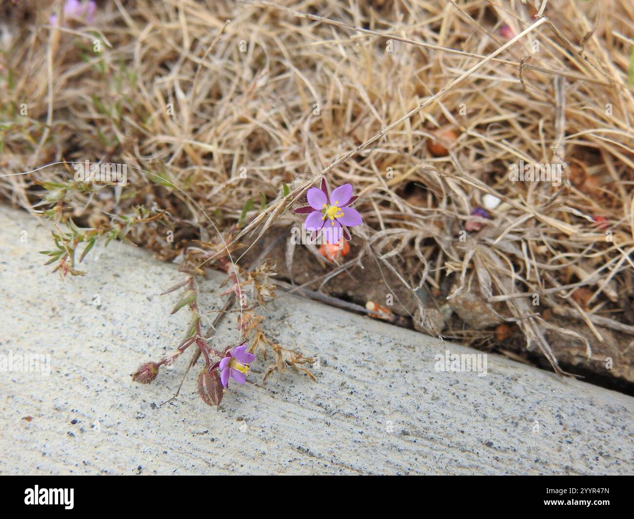 Red Sand Spurrey (Spergularia rubra Stock Photo - Alamy