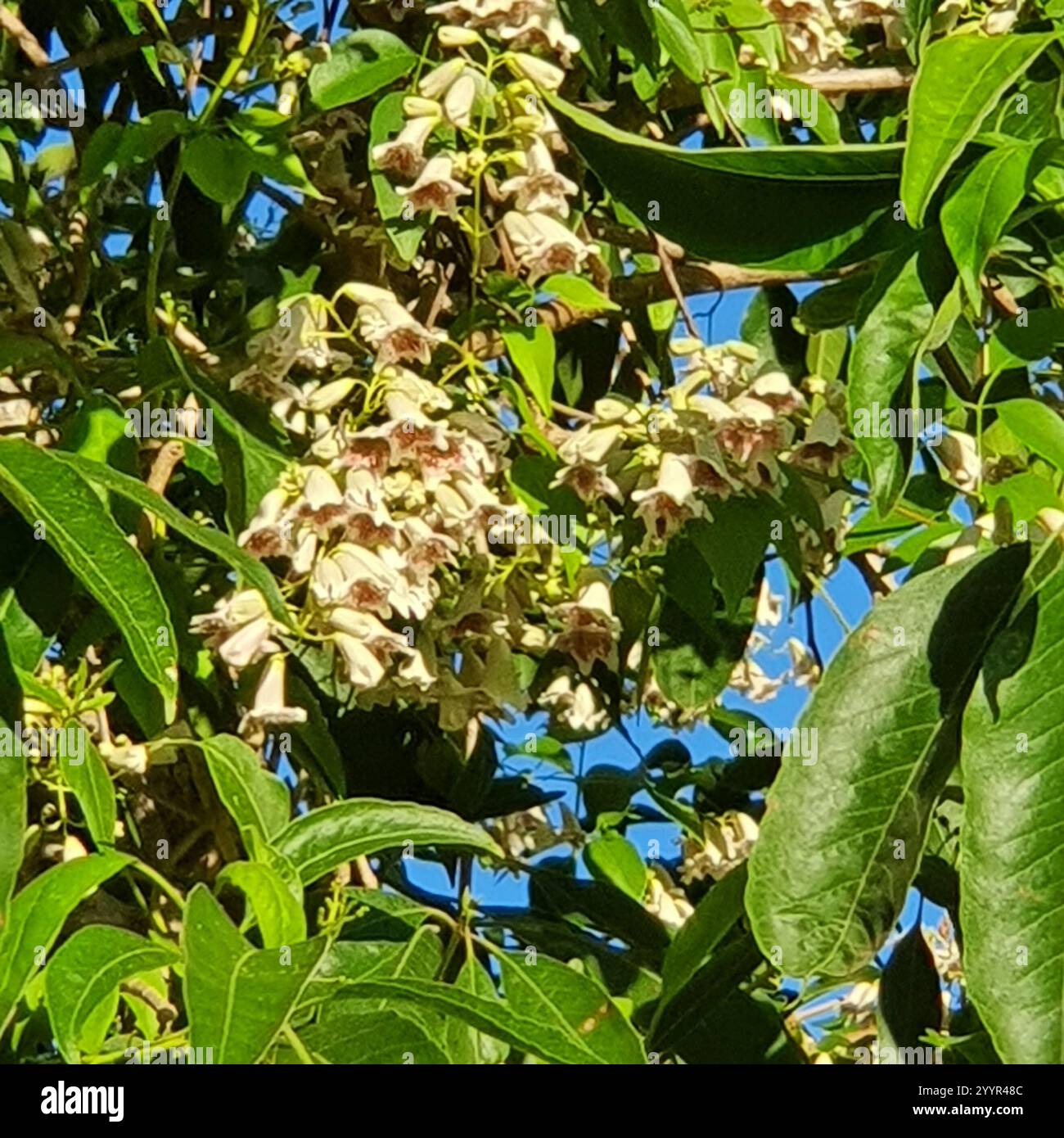 wonga vine (Pandorea pandorana Stock Photo - Alamy
