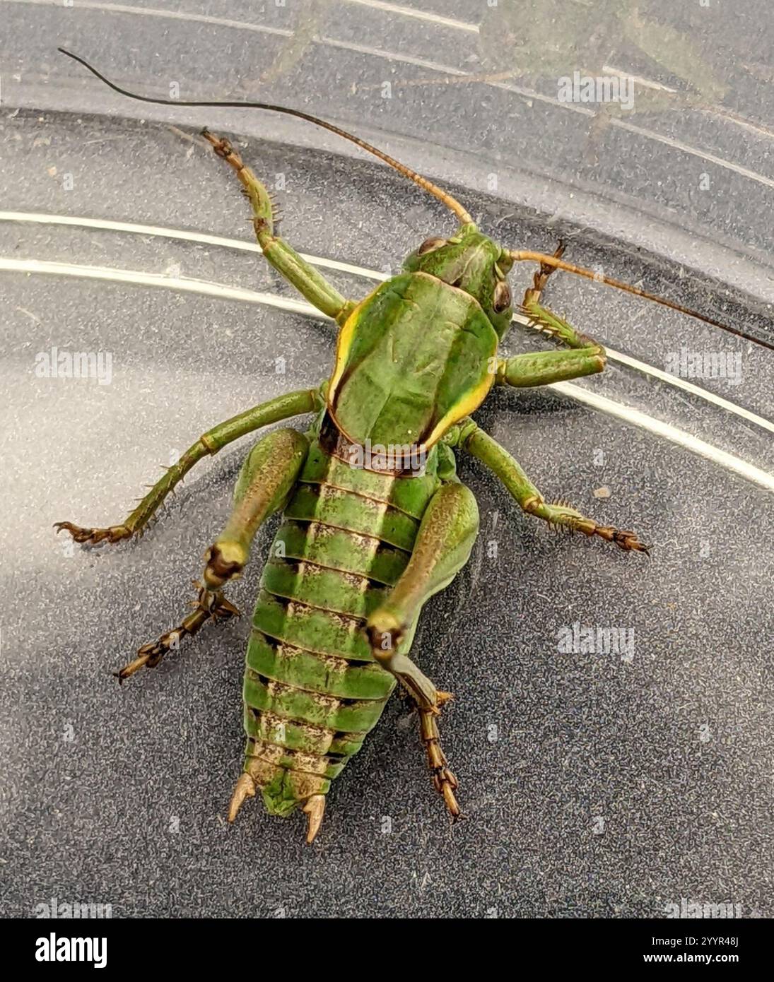 Long-legged Anabrus (Anabrus longipes Stock Photo - Alamy