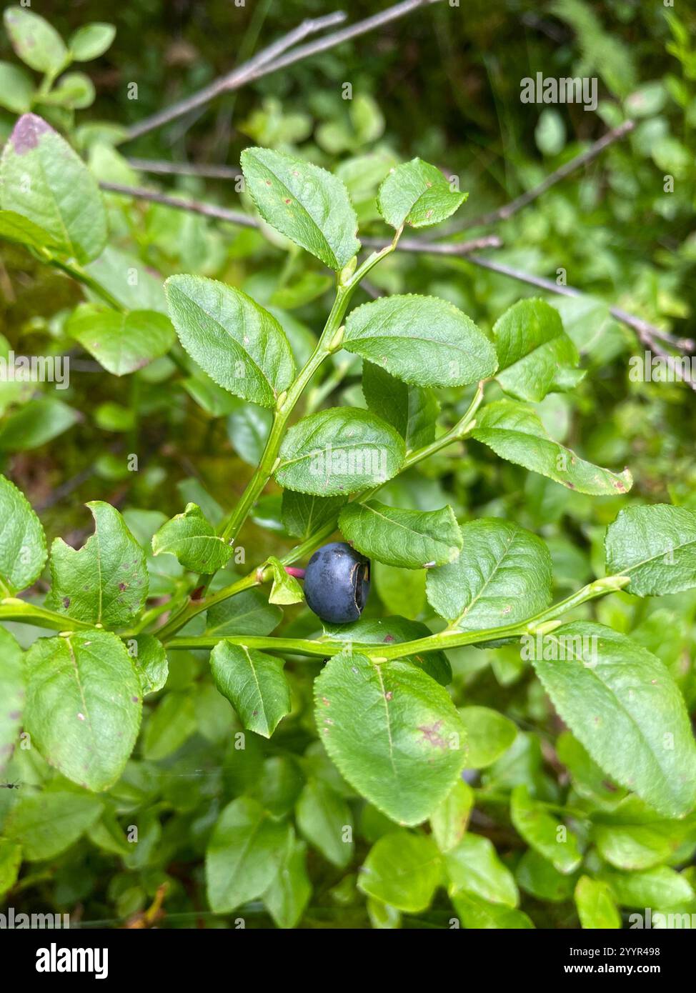 common bilberry (Vaccinium myrtillus Stock Photo - Alamy