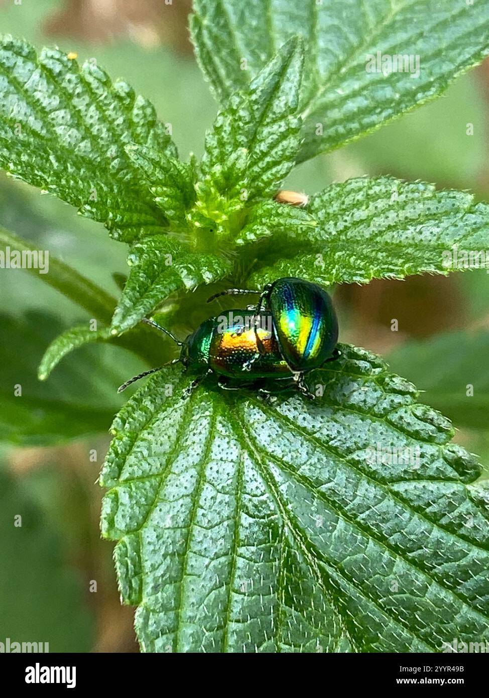 Dead-nettle Leaf Beetle (Fasta fastuosa Stock Photo - Alamy