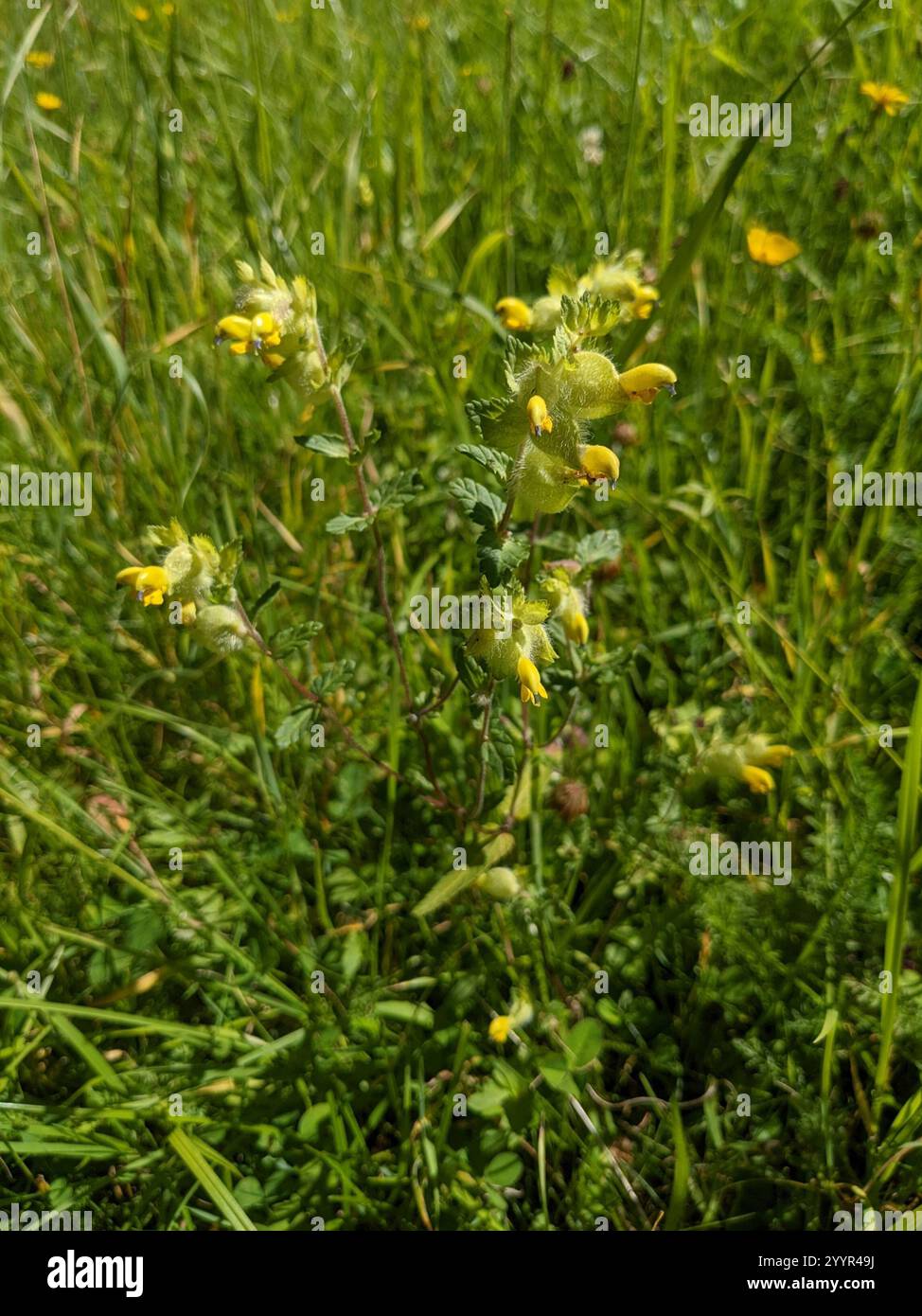 Greater Yellow Rattle (Rhinanthus alectorolophus Stock Photo - Alamy