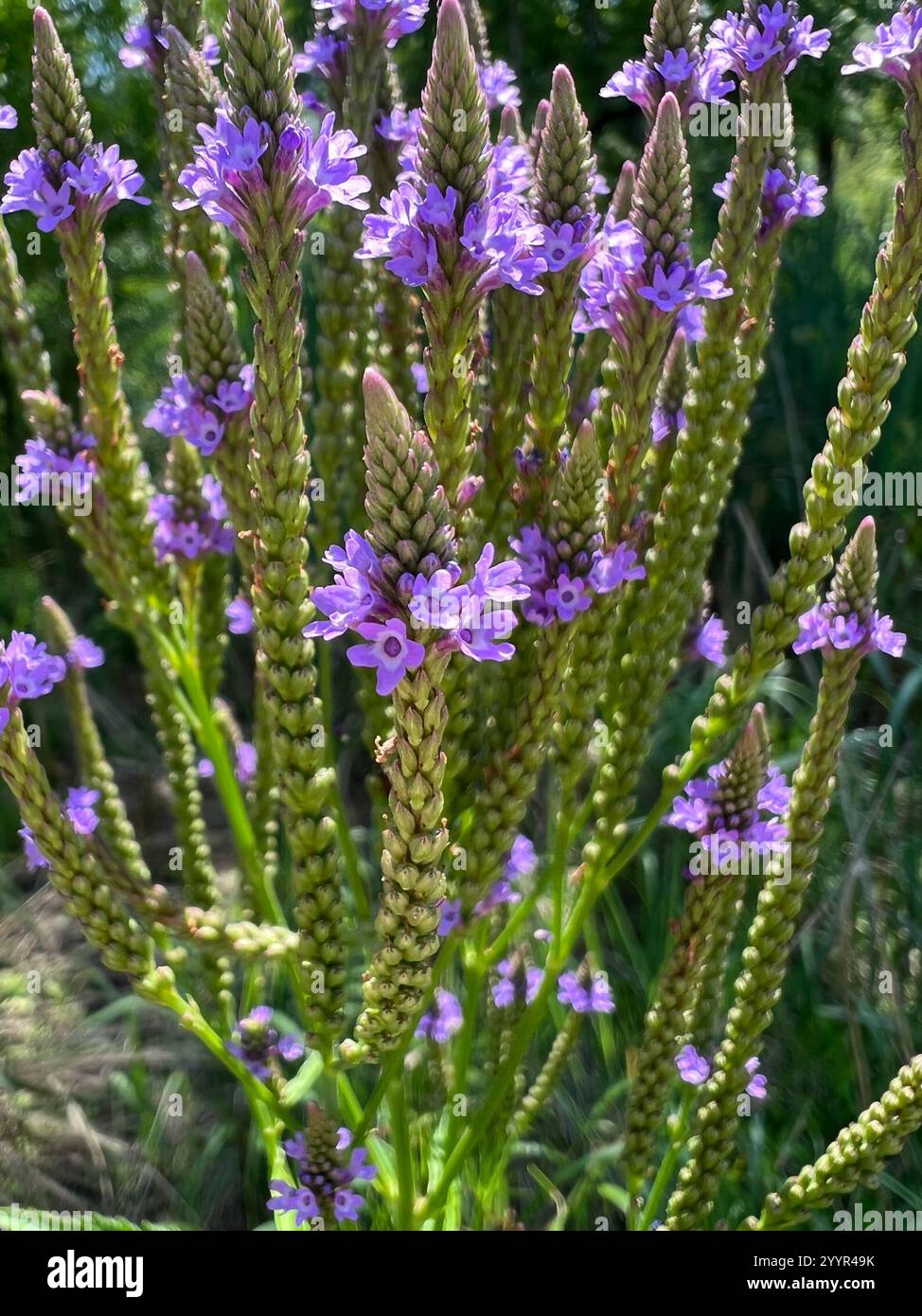 blue vervain (Verbena hastata Stock Photo - Alamy