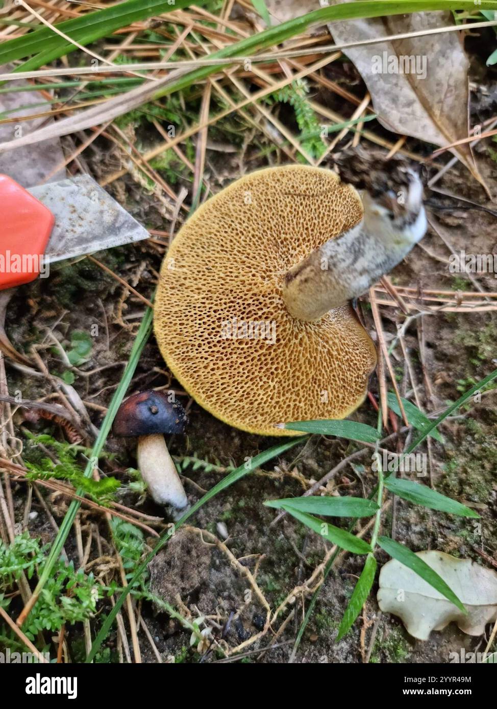 Slippery Jacks (Suillus Stock Photo - Alamy