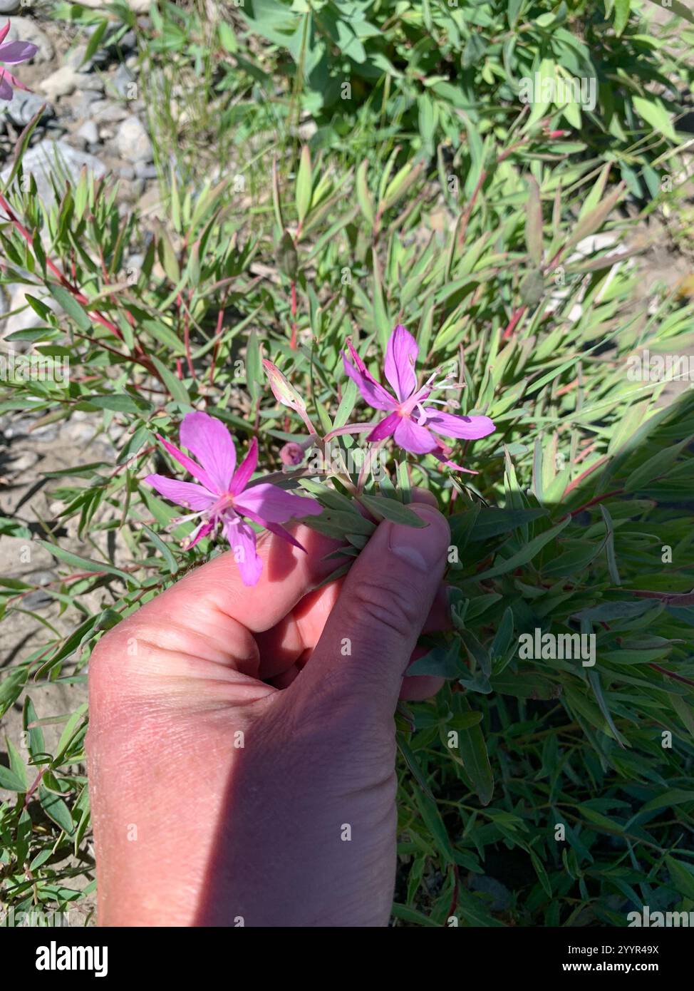 Dwarf Fireweed (Chamaenerion latifolium Stock Photo - Alamy