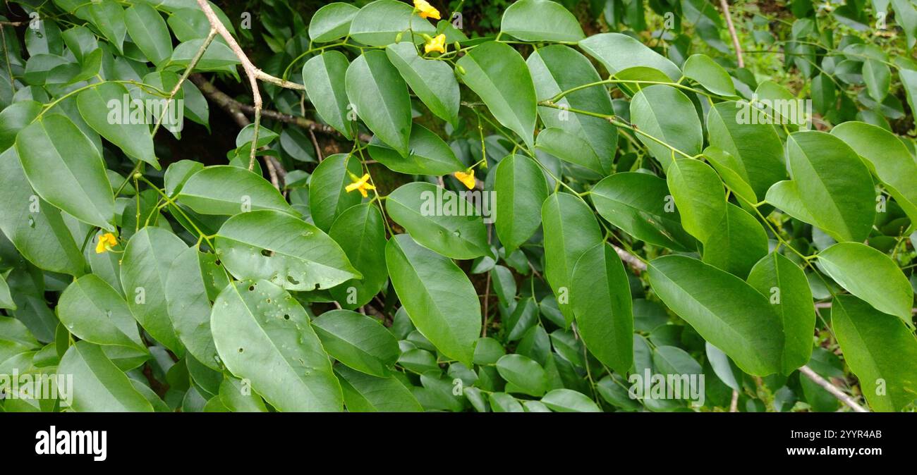 Burmese-Rosewood (Pterocarpus indicus Stock Photo - Alamy