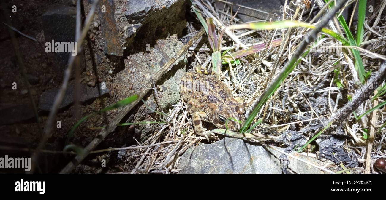 Sand Toad (Vandijkophrynus angusticeps Stock Photo - Alamy