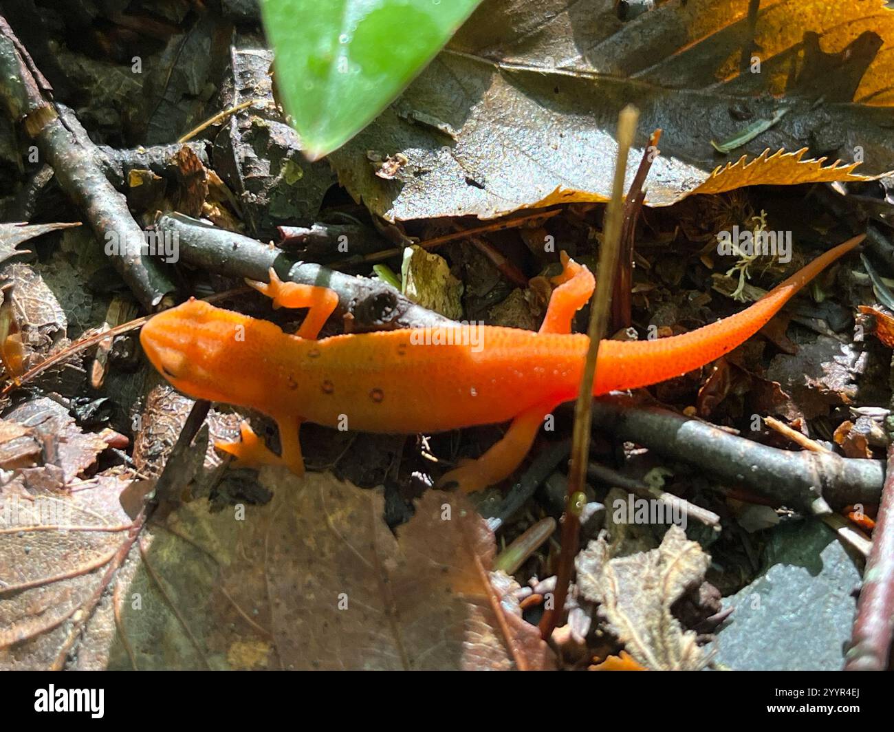 Eastern Newt (Notophthalmus viridescens Stock Photo - Alamy