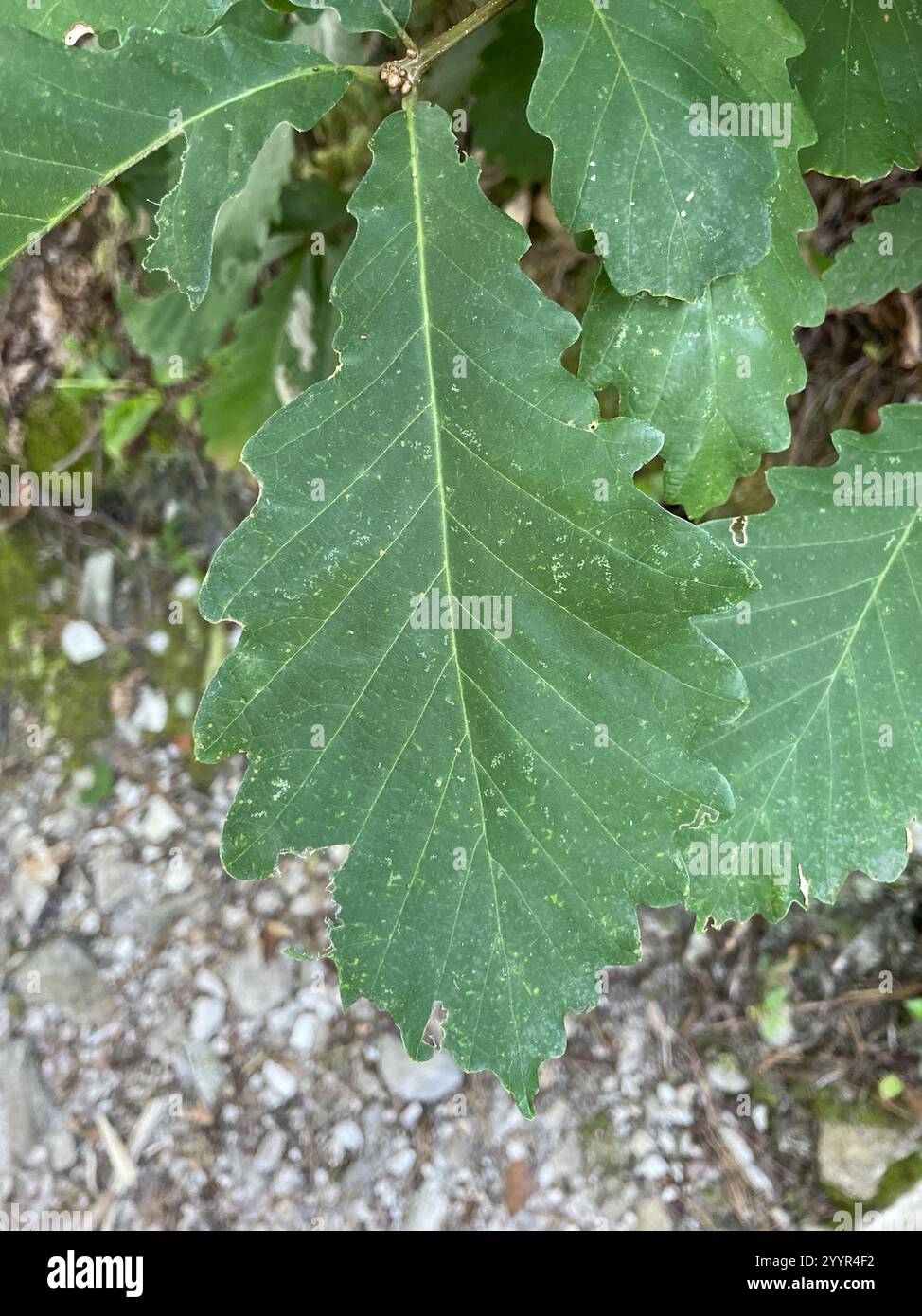chestnut oak (Quercus montana Stock Photo - Alamy