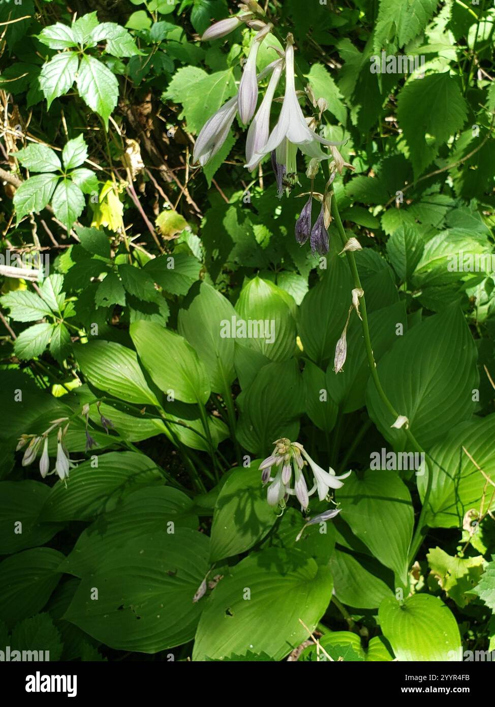 Blue Plantain-lily (Hosta ventricosa Stock Photo - Alamy