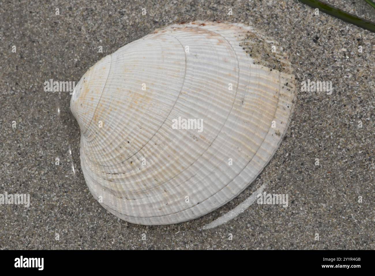 Pacific Littleneck Clam (Leukoma staminea Stock Photo - Alamy