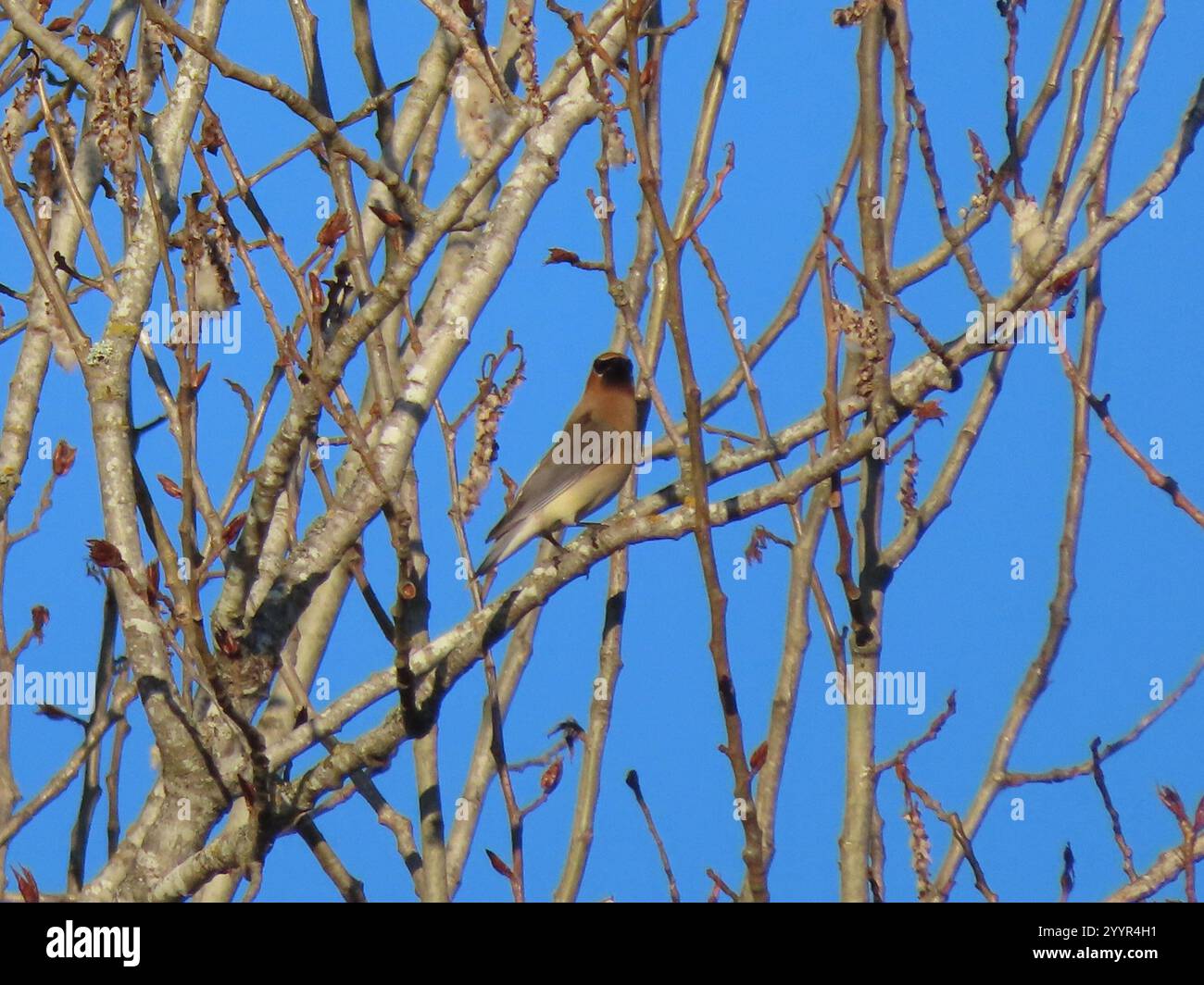 Cedar Waxwing (Bombycilla cedrorum Stock Photo - Alamy