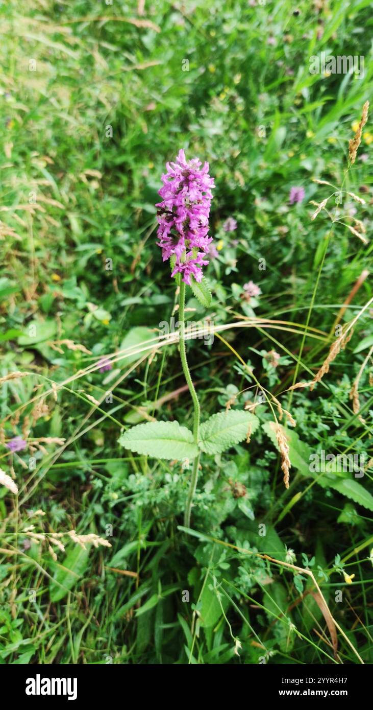 common hedge-nettle (Betonica officinalis Stock Photo - Alamy