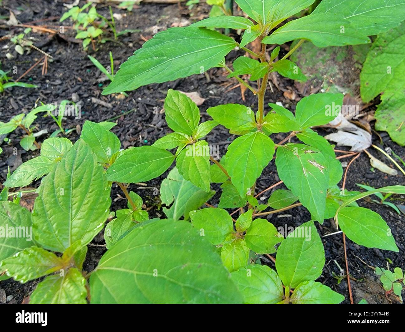 common copperleaf (Acalypha rhomboidea Stock Photo - Alamy