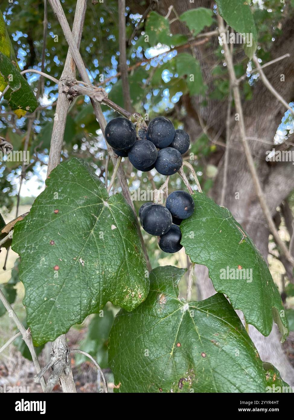 Vitis mustangensis hi-res stock photography and images - Alamy