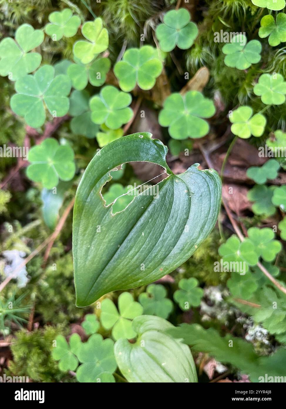 May Lily (Maianthemum bifolium Stock Photo - Alamy