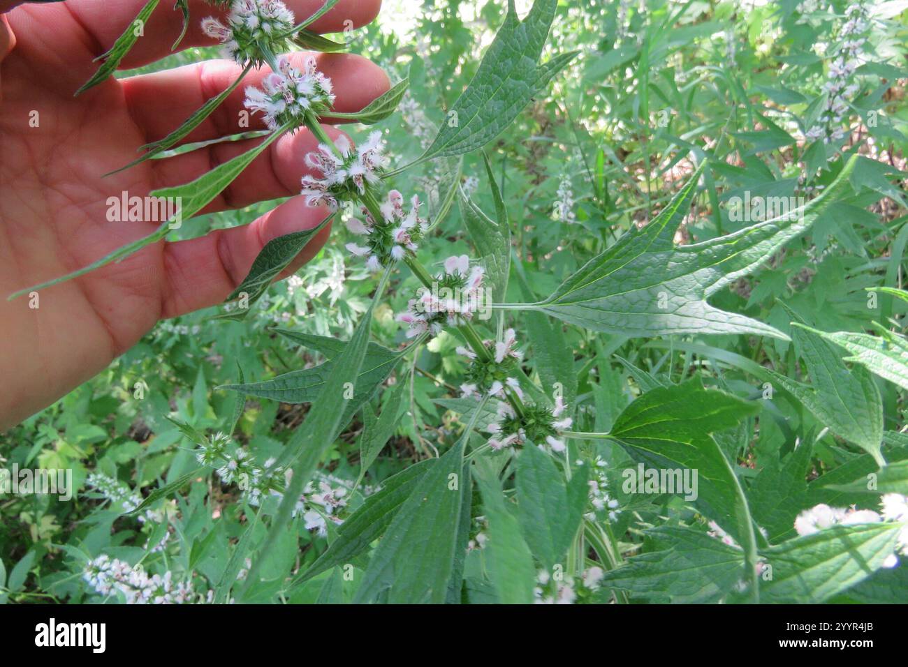 common motherwort (Leonurus cardiaca Stock Photo - Alamy