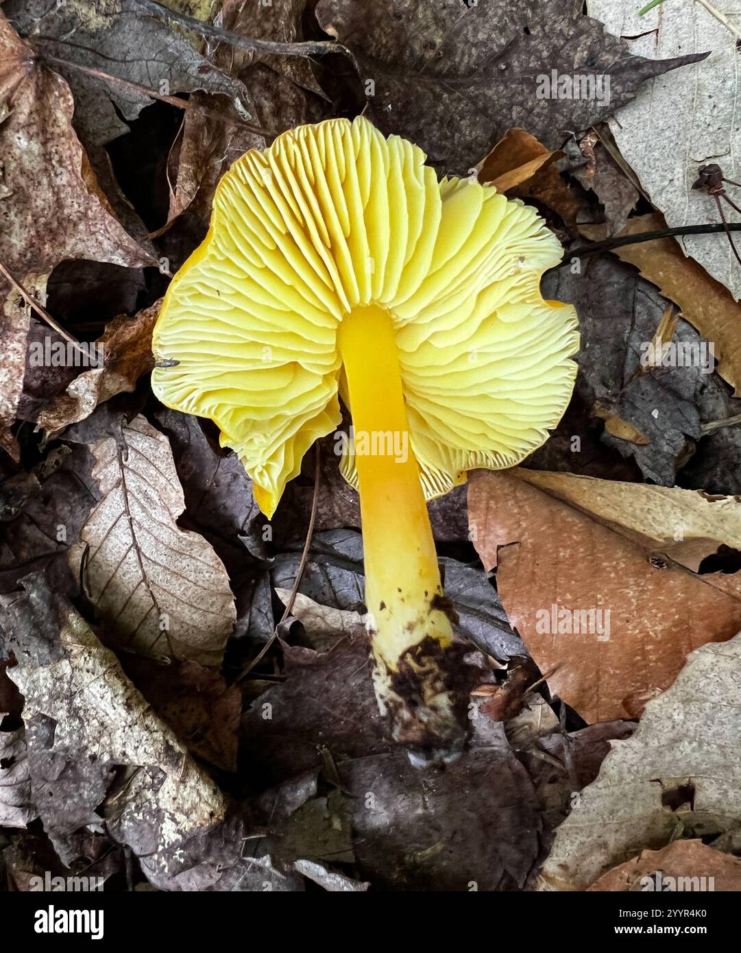Golden waxcap hi-res stock photography and images - Alamy
